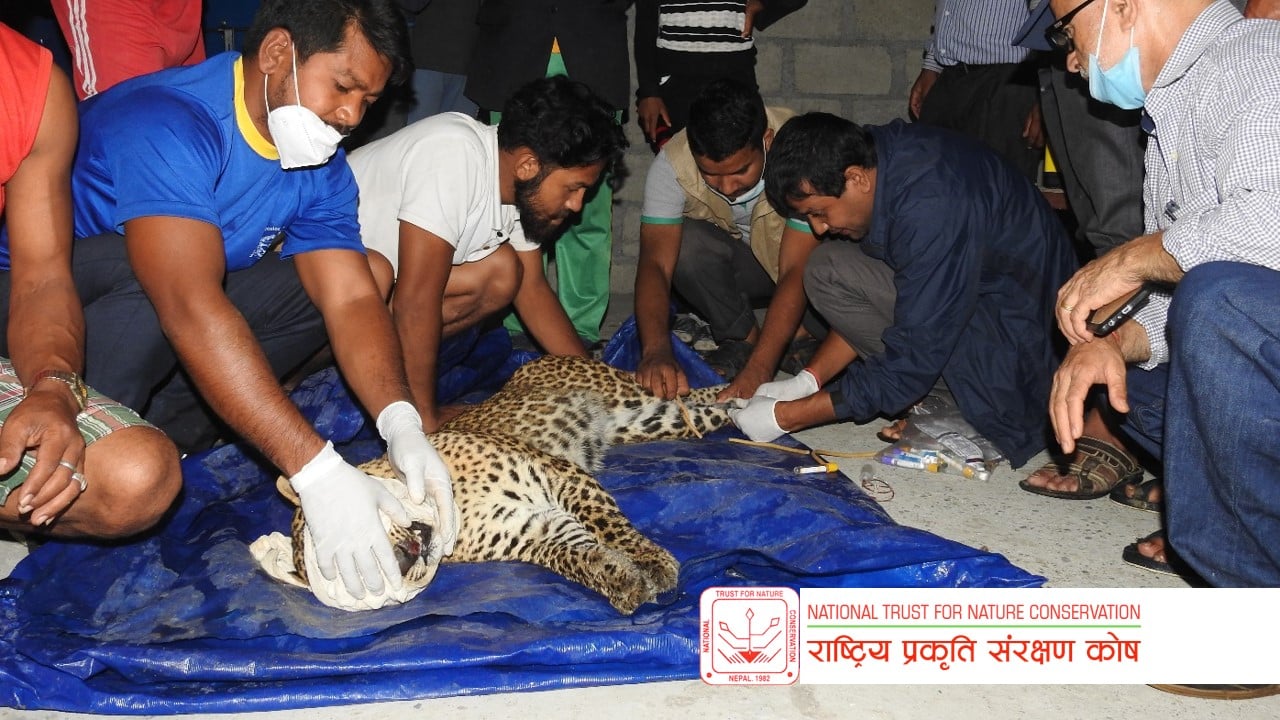 Rescued and Released a female leopard - National Trust for Nature ...